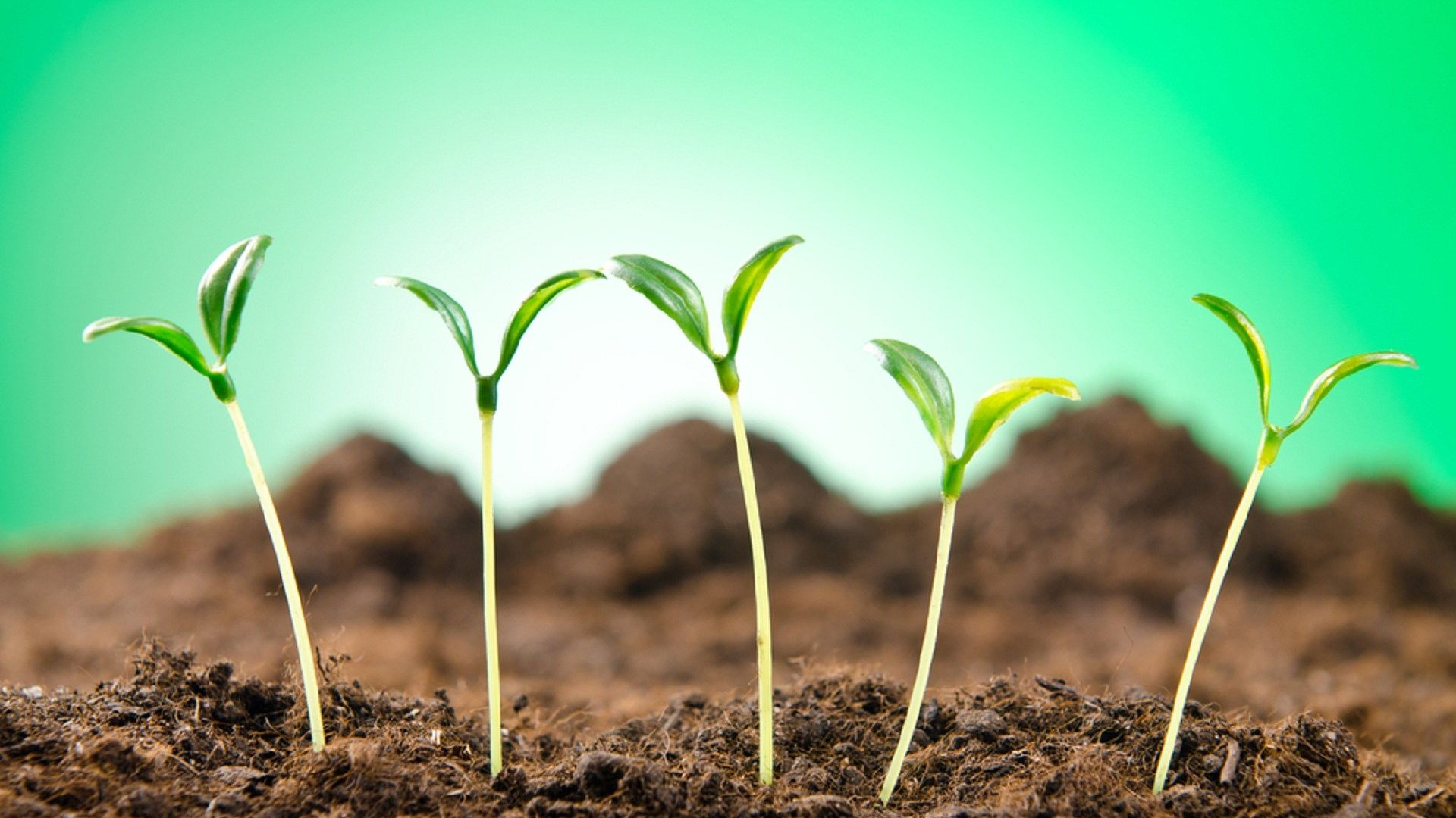 Smith Business Insight - Content - Small Steps to Sustainability